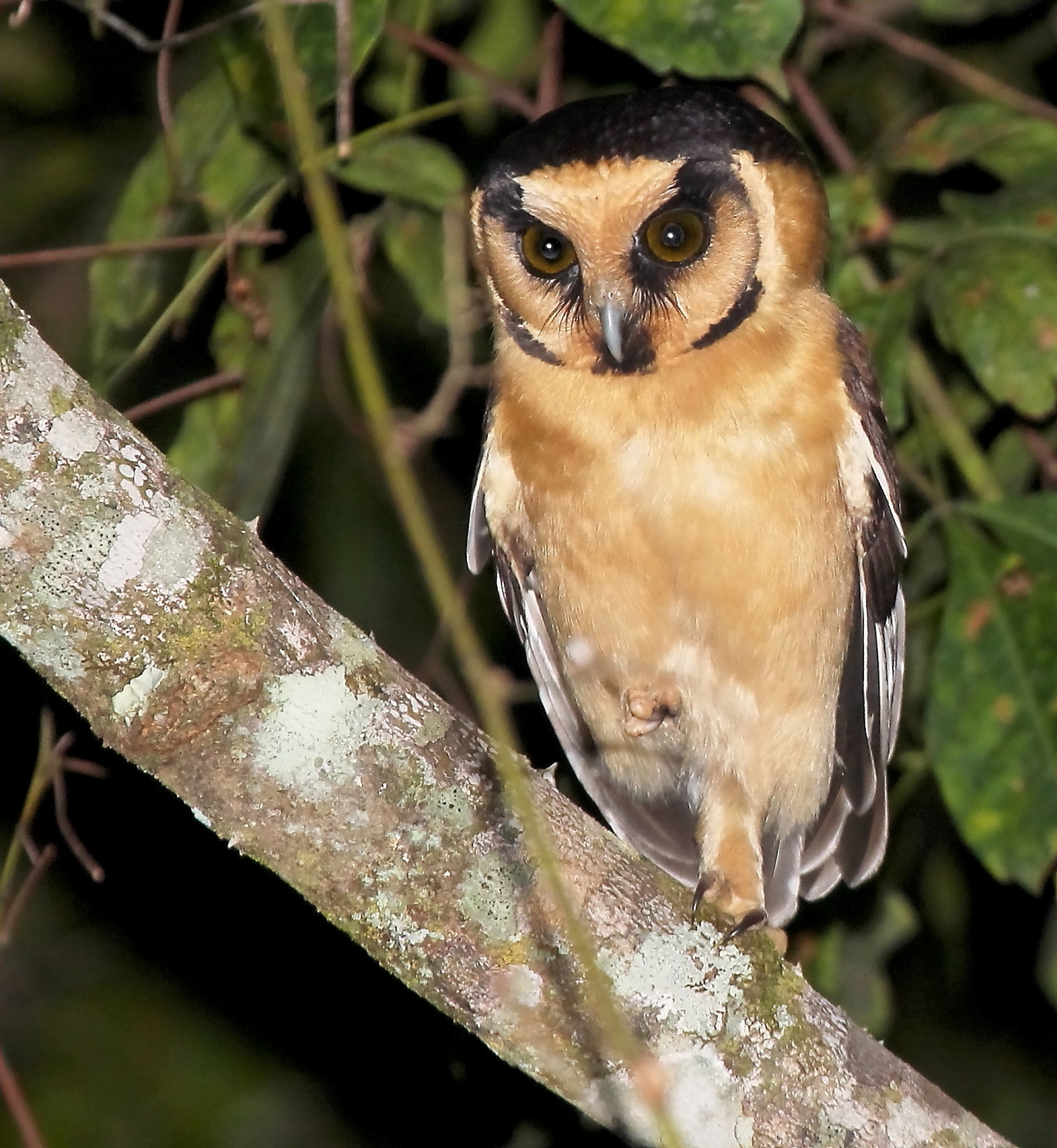 Details : Buff-fronted Owl - BirdGuides