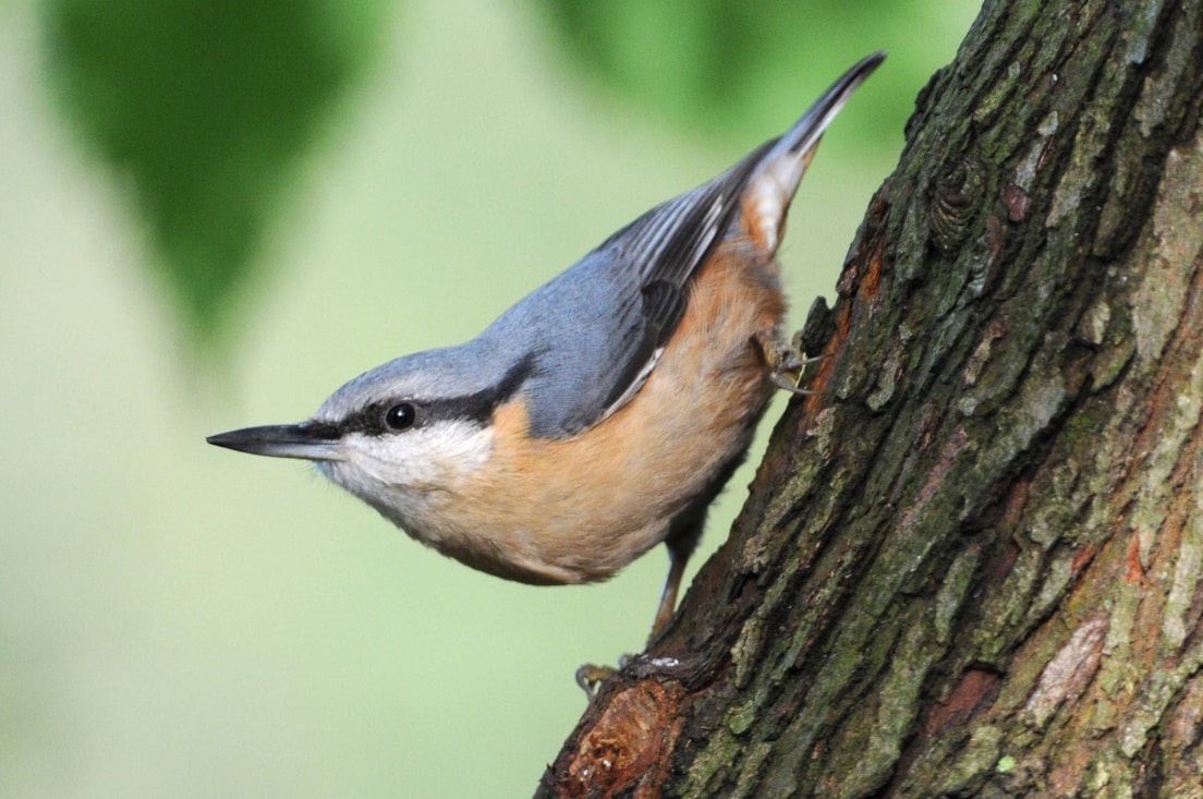 Eurasian Nuthatch by Nick Appleton - BirdGuides