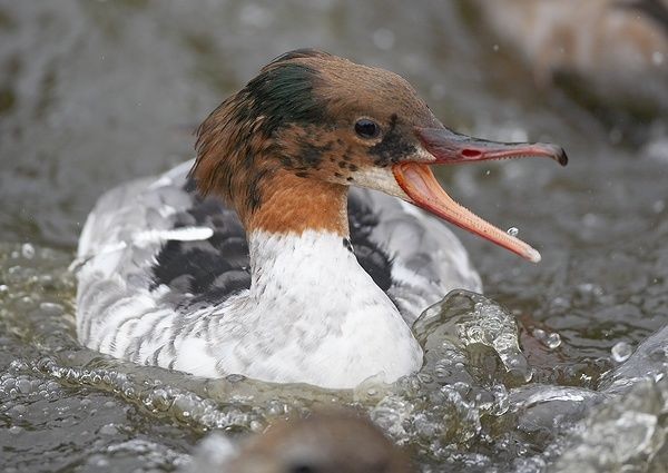 Details : Goosander - BirdGuides