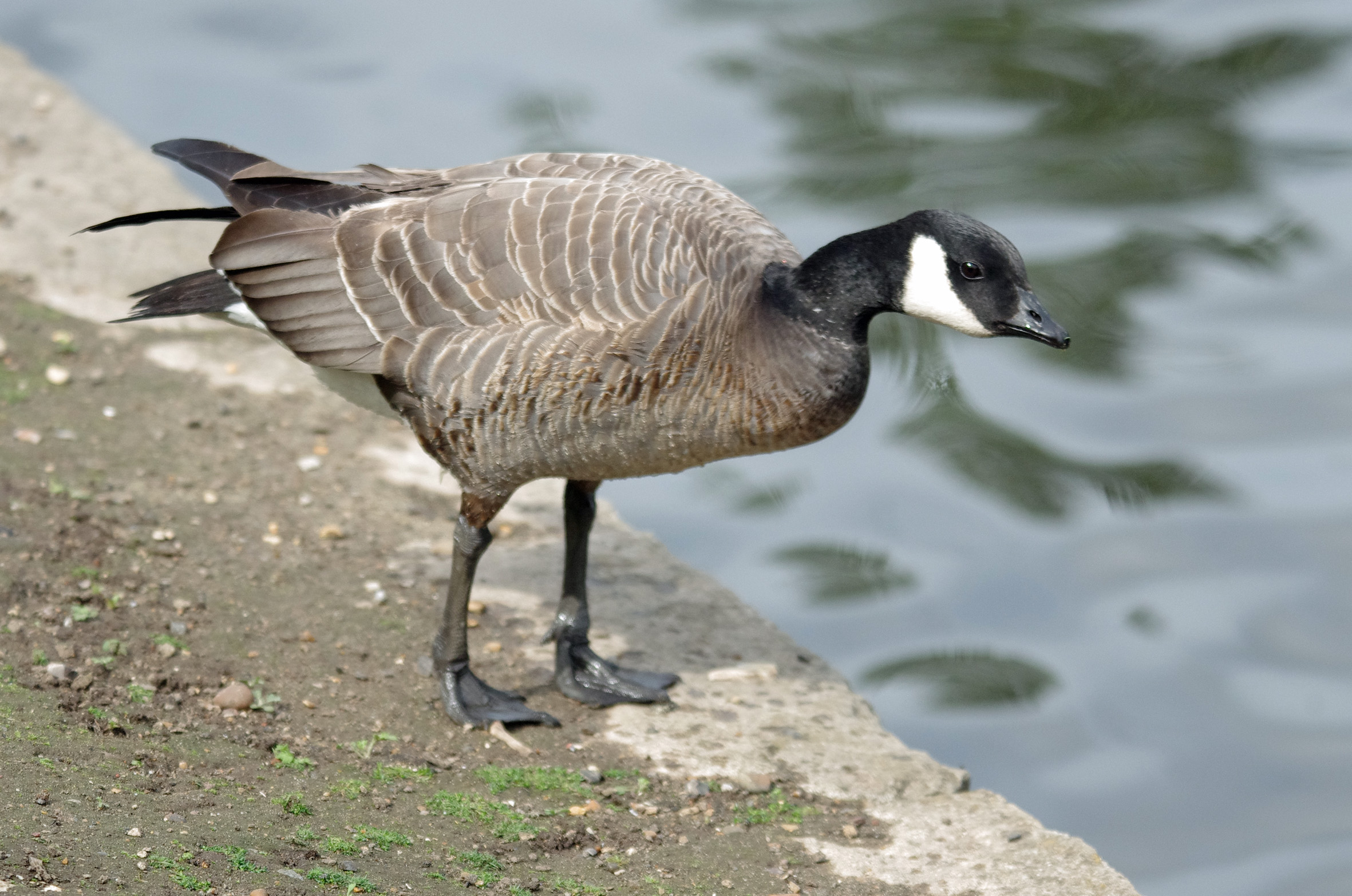 Details : Ridgway's Cackling Goose - BirdGuides