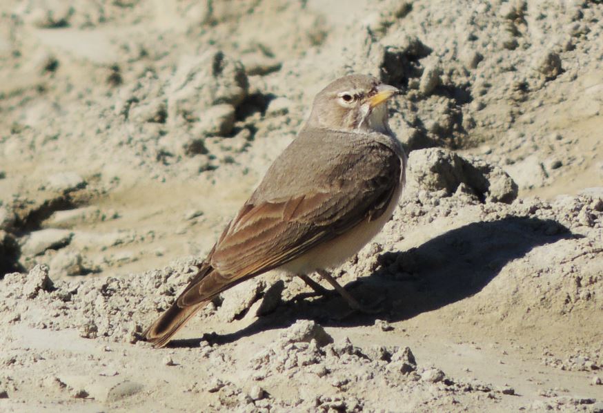 Details : Desert Lark - BirdGuides