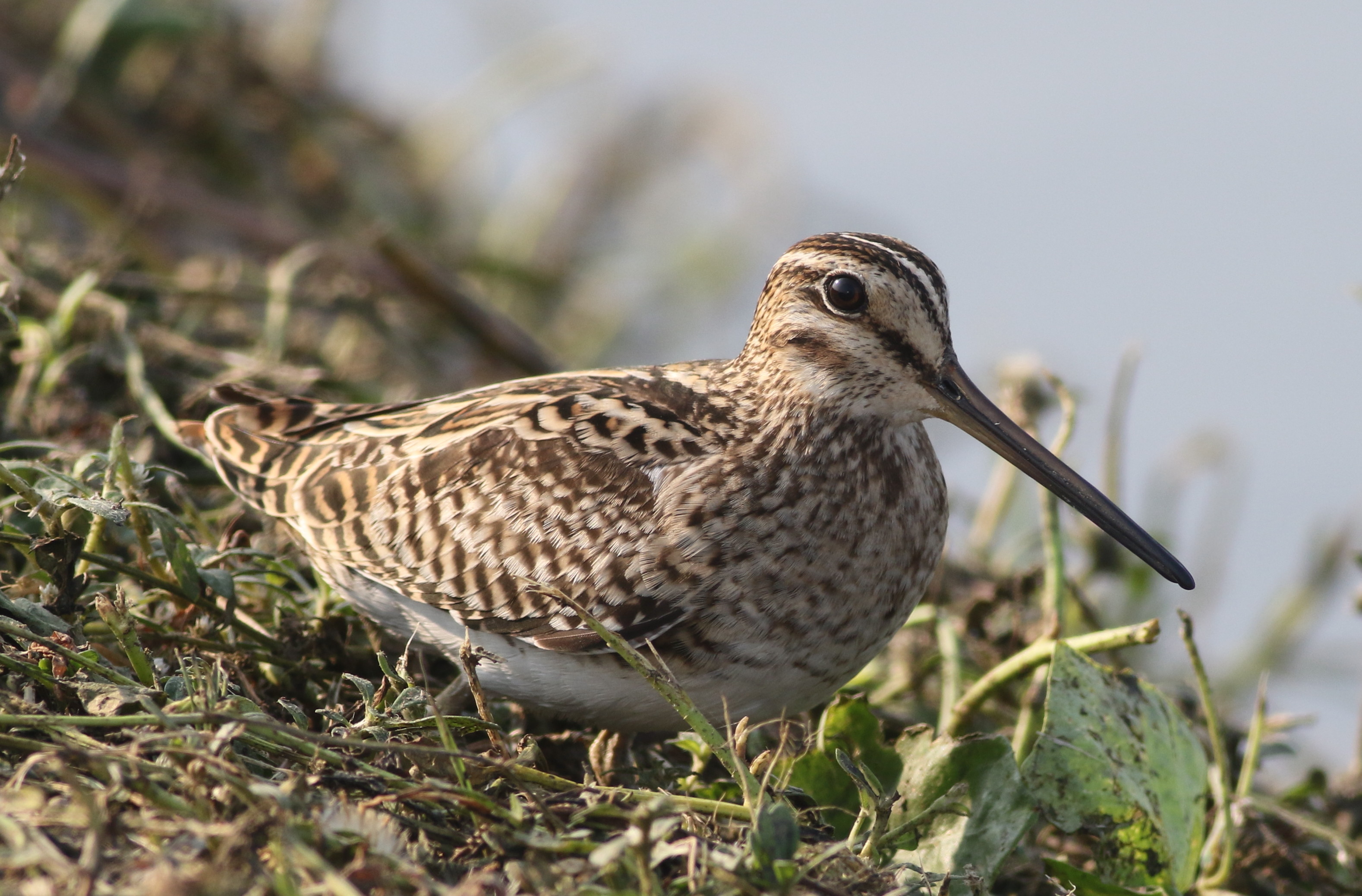 Details : Pin-tailed Snipe - BirdGuides