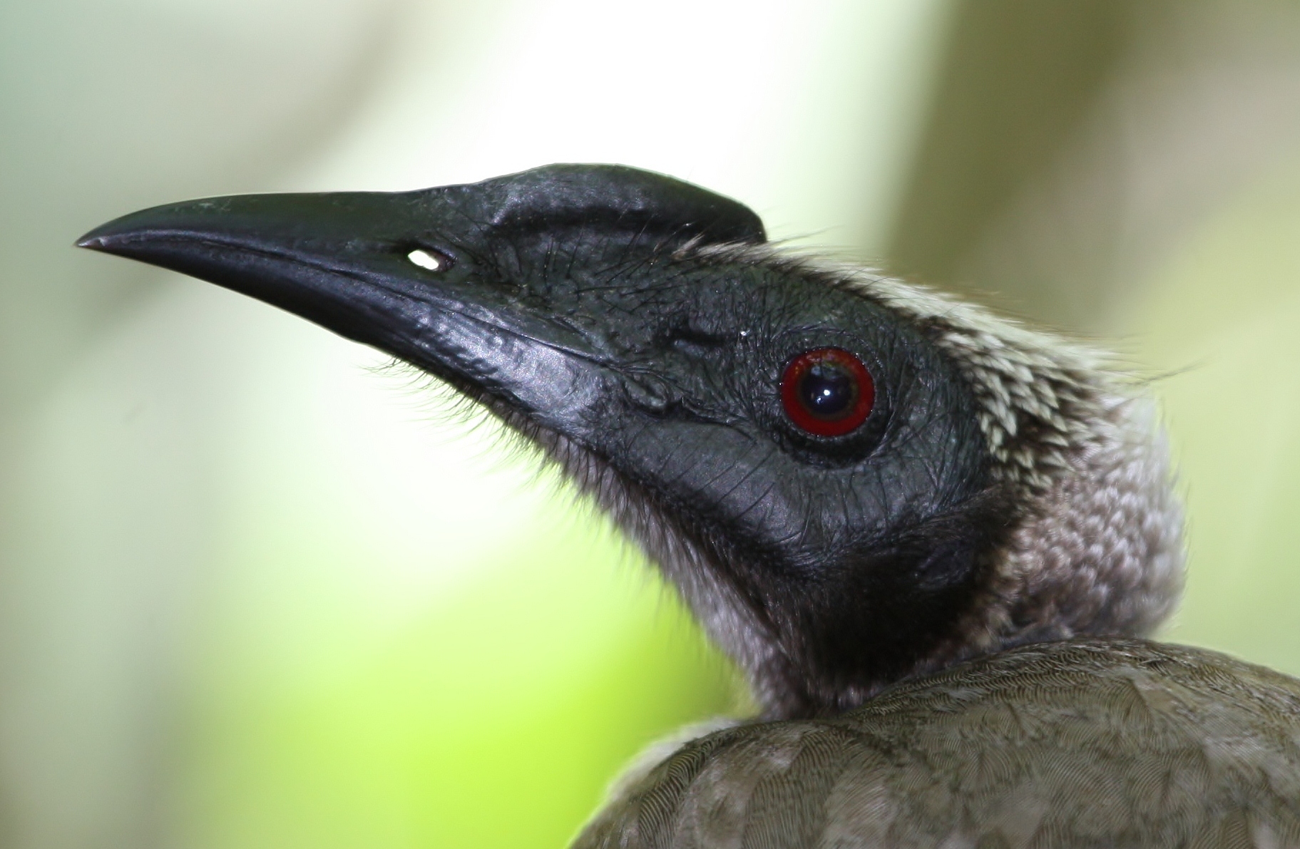 Details : Helmeted Friarbird - BirdGuides