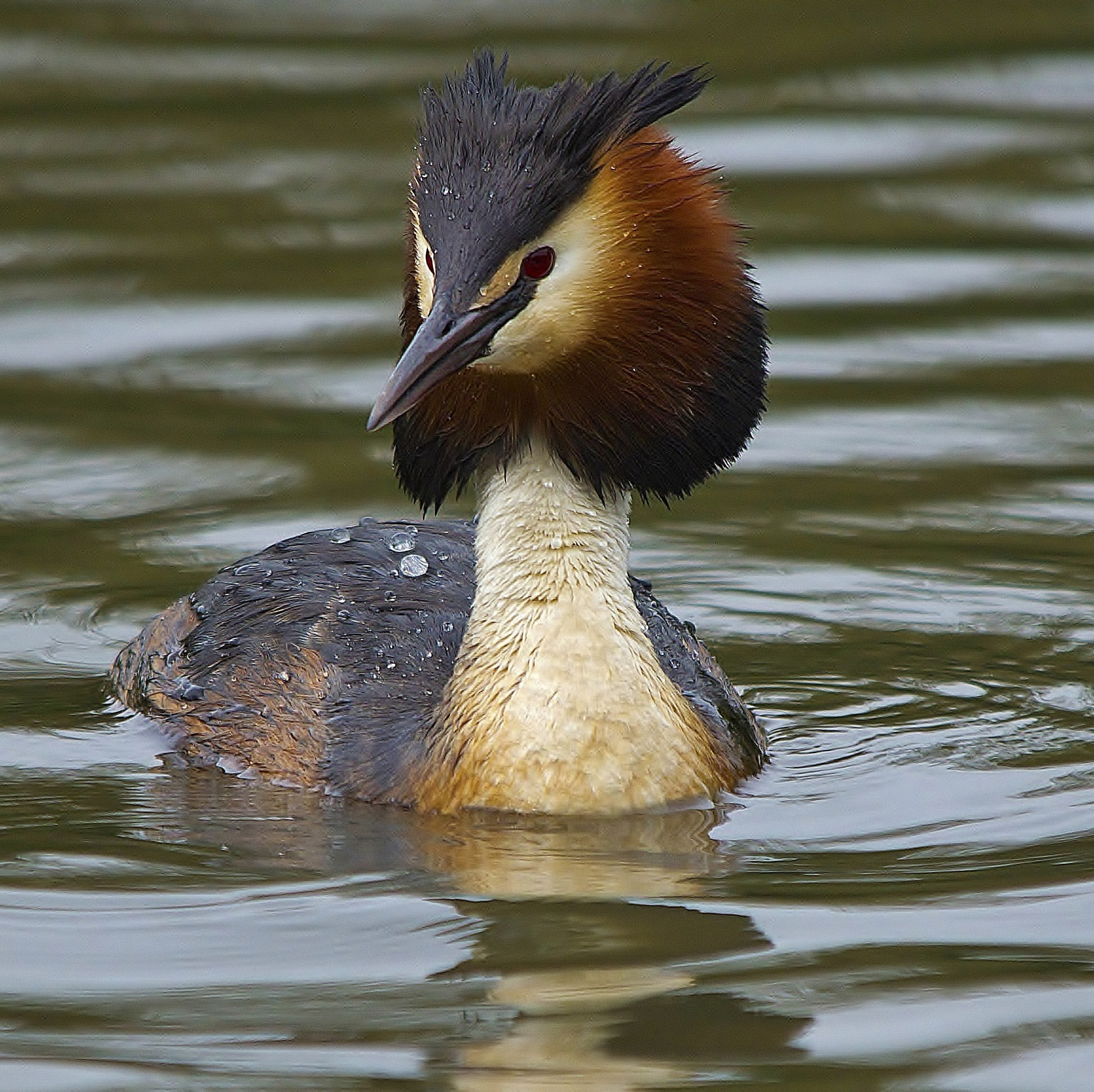 Details : Great Crested Grebe - BirdGuides