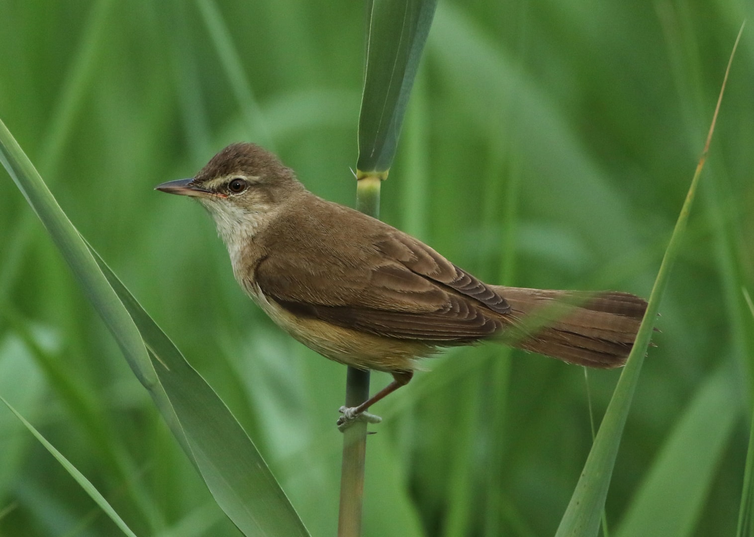 Great Reed Warbler by Jon Mercer - BirdGuides