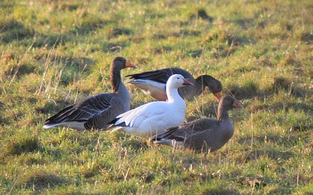 Details : Snow Goose - BirdGuides