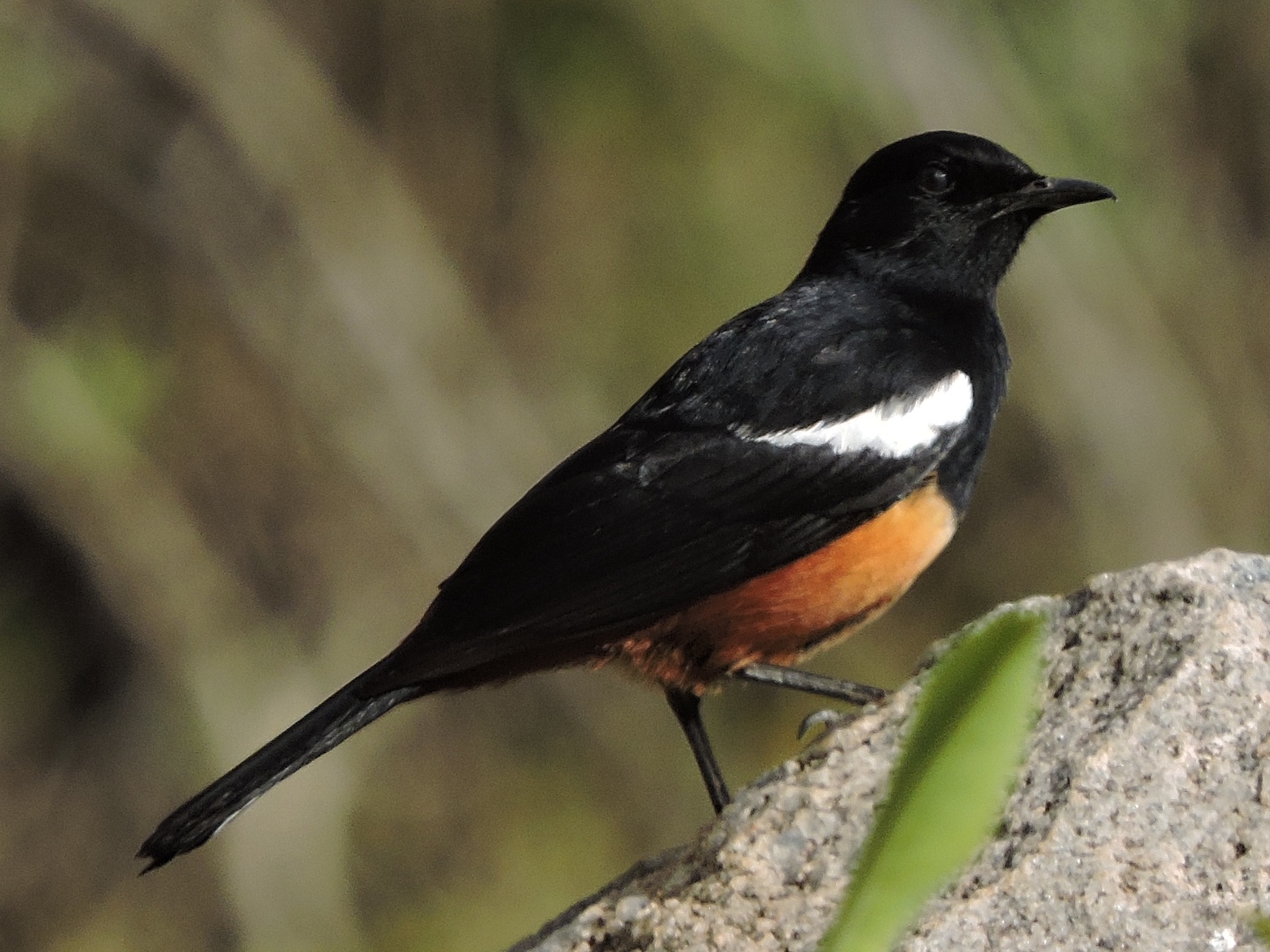 Details : Mocking Cliff Chat - BirdGuides