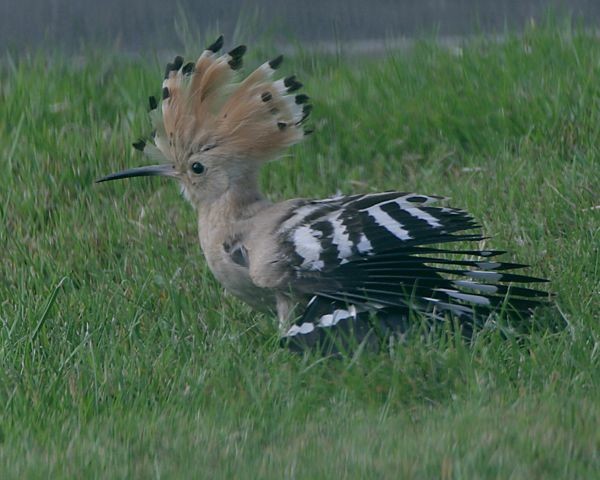 Details : Hoopoe - BirdGuides
