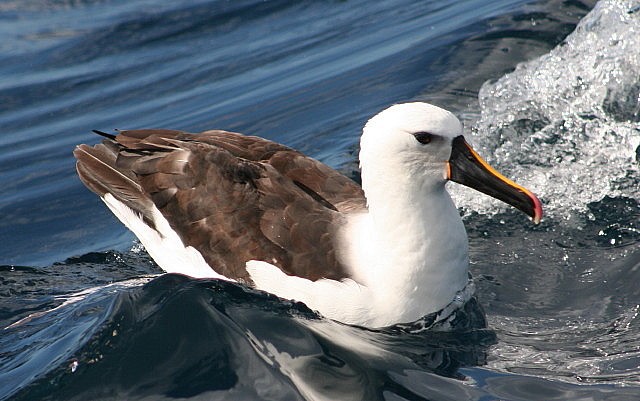 Details : Atlantic Yellow-nosed Albatross - BirdGuides