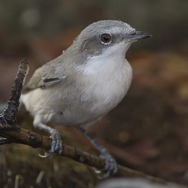 Details : Desert Whitethroat - BirdGuides