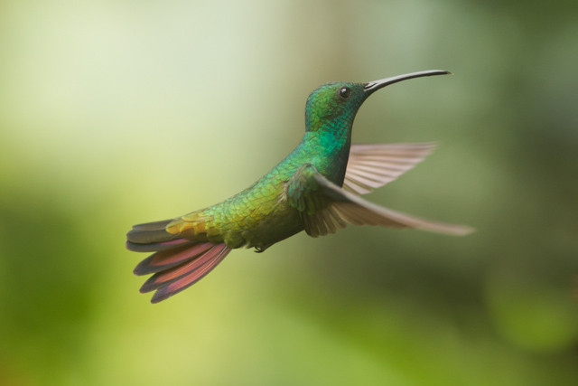 Details : Black-throated Mango - BirdGuides