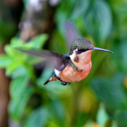 Details : Santa Marta Woodstar - BirdGuides