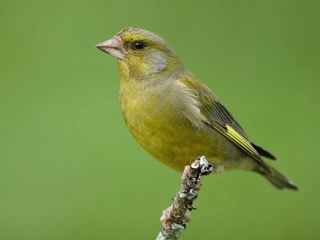 Details : Greenfinch - BirdGuides