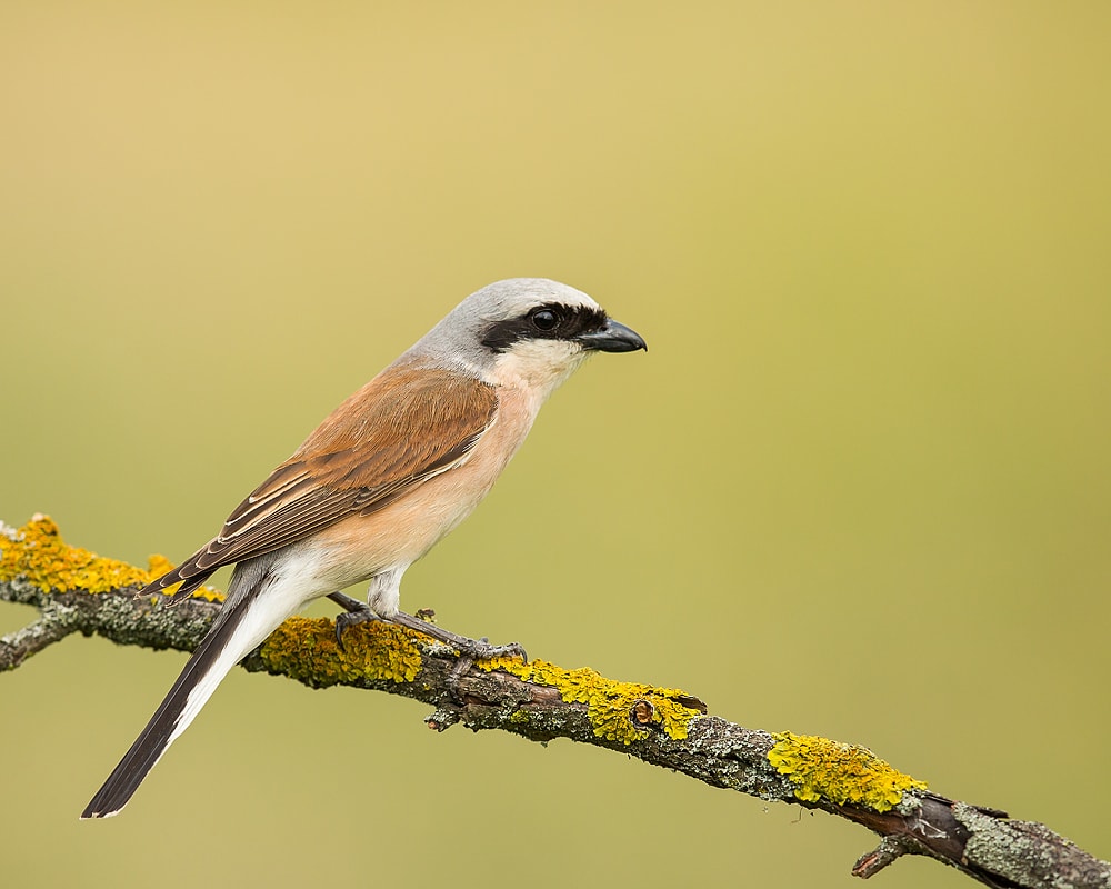 Basque Red-backed Shrike population in free fall - BirdGuides