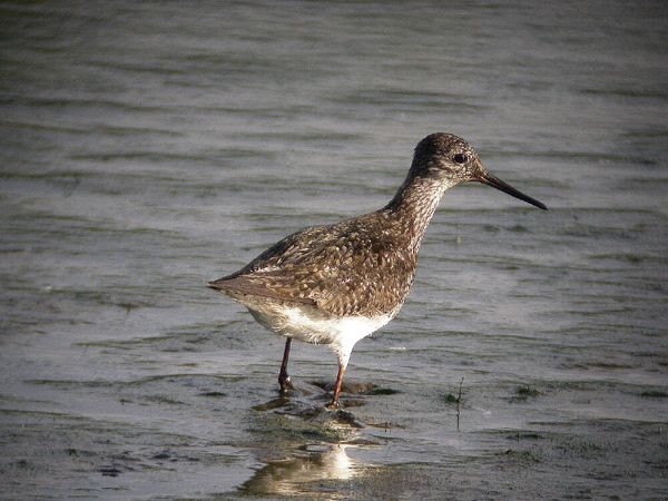 Details : Lesser Yellowlegs - BirdGuides