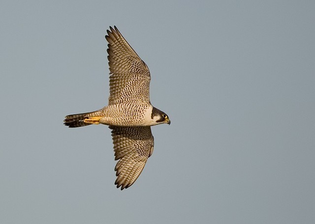 Birds dig quarries - BirdGuides