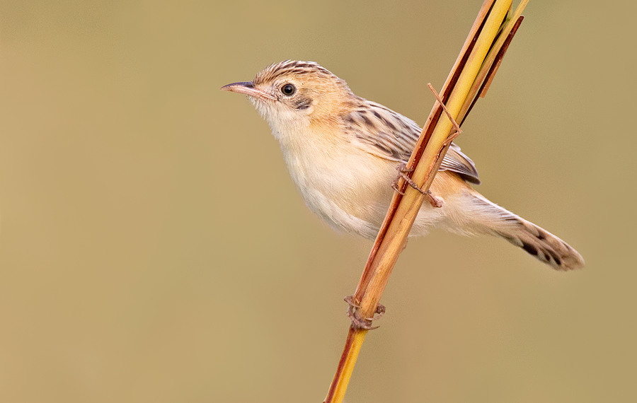 Details : Zitting Cisticola - BirdGuides