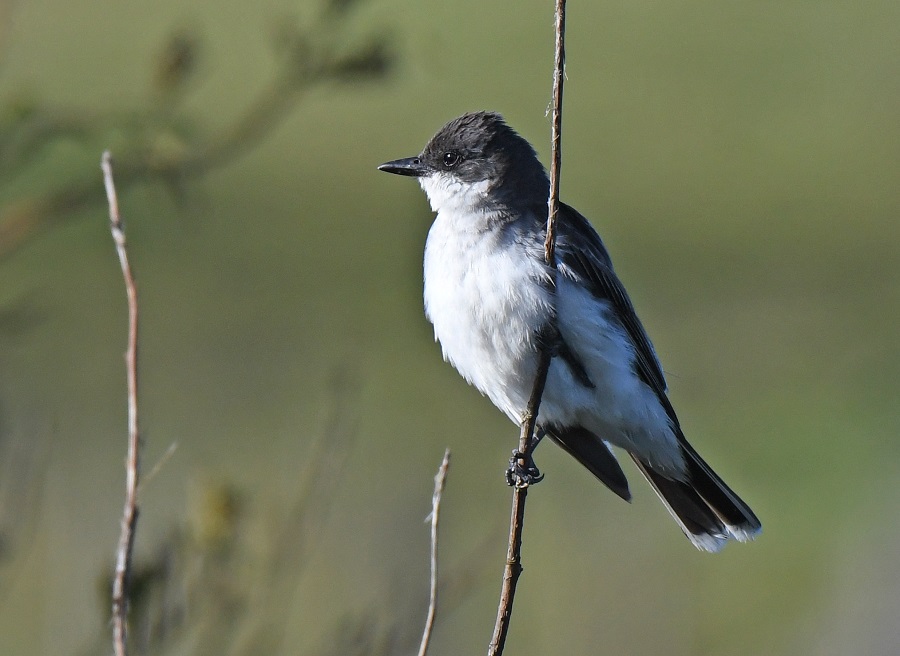 Two new species added to BOU's British List - BirdGuides