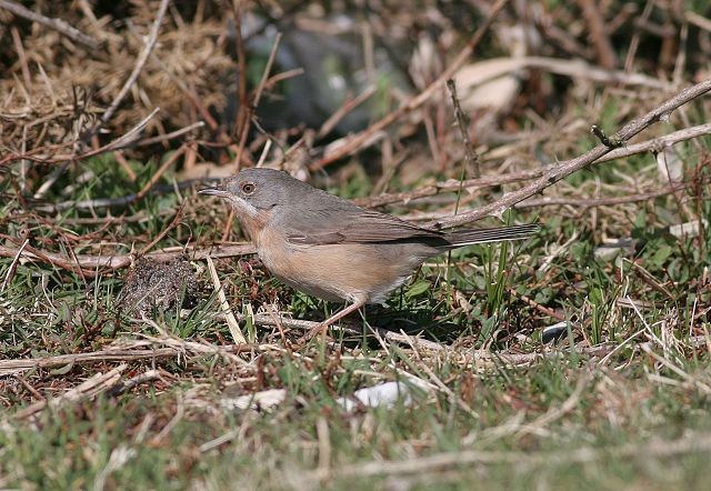 Details : Western Subalpine Warbler - BirdGuides