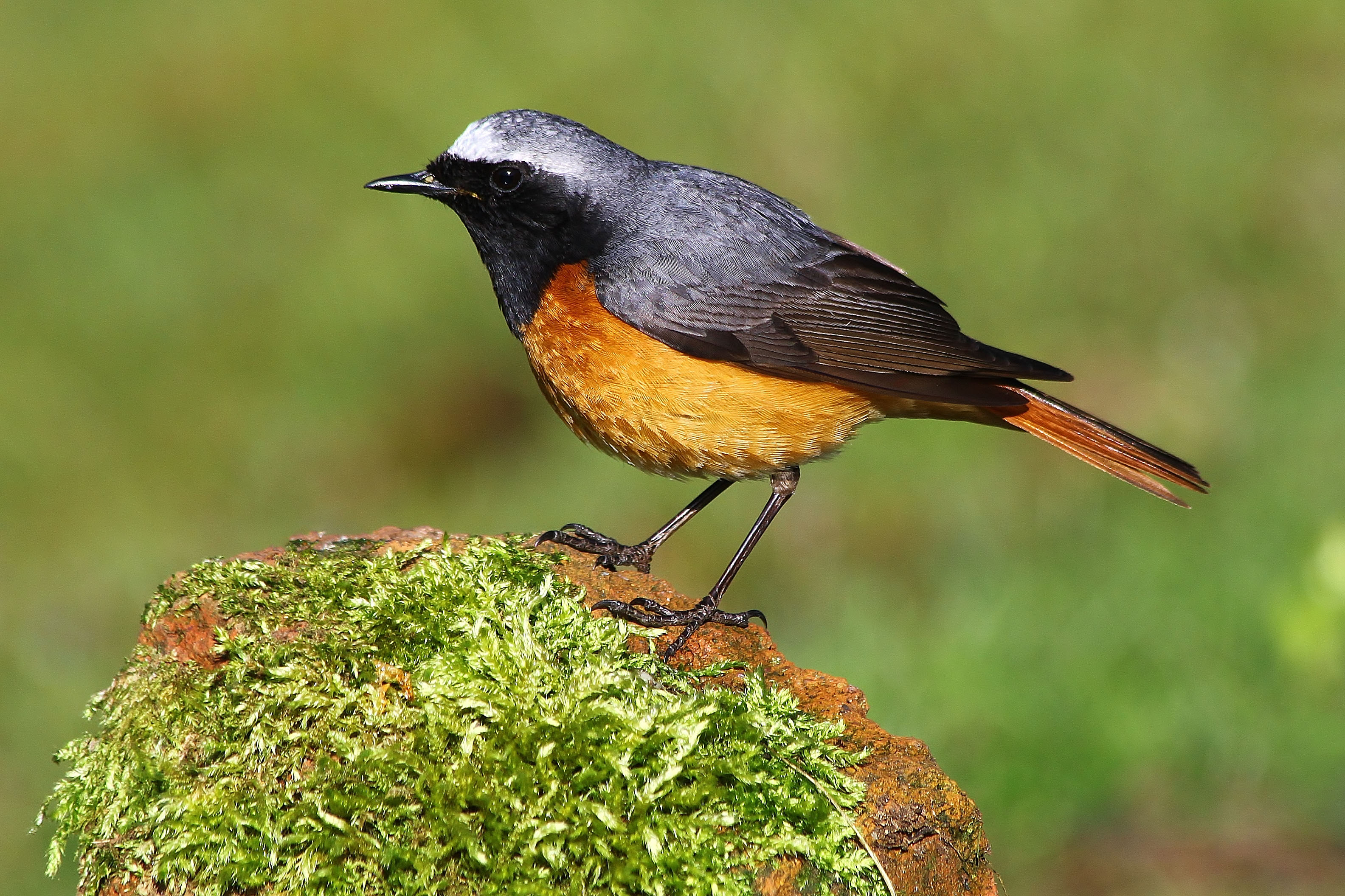 Details : Common Redstart - BirdGuides