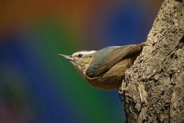 Details : Chinese Nuthatch - BirdGuides