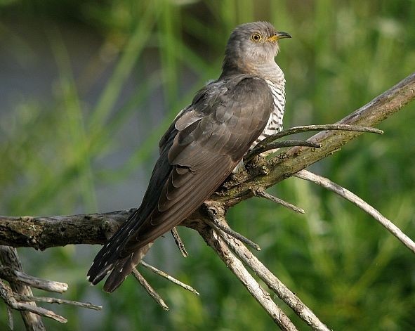 Details : Common Cuckoo - BirdGuides