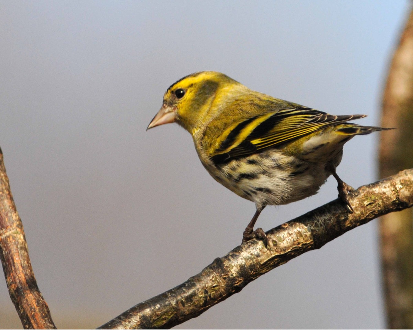 Eurasian Siskin by Nick Appleton - BirdGuides