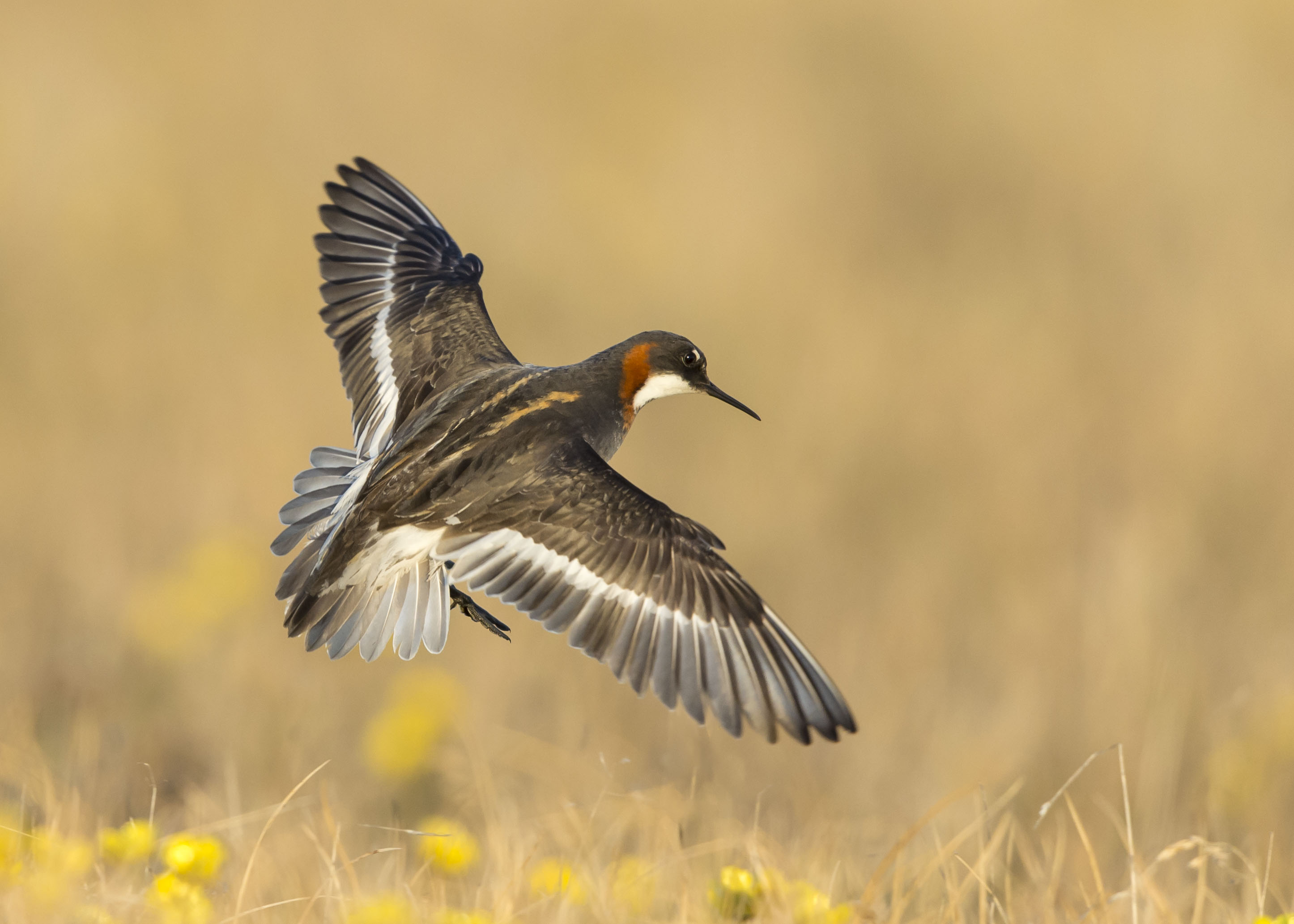 Record year as Red-necked Phalarope returns to the Uists - BirdGuides