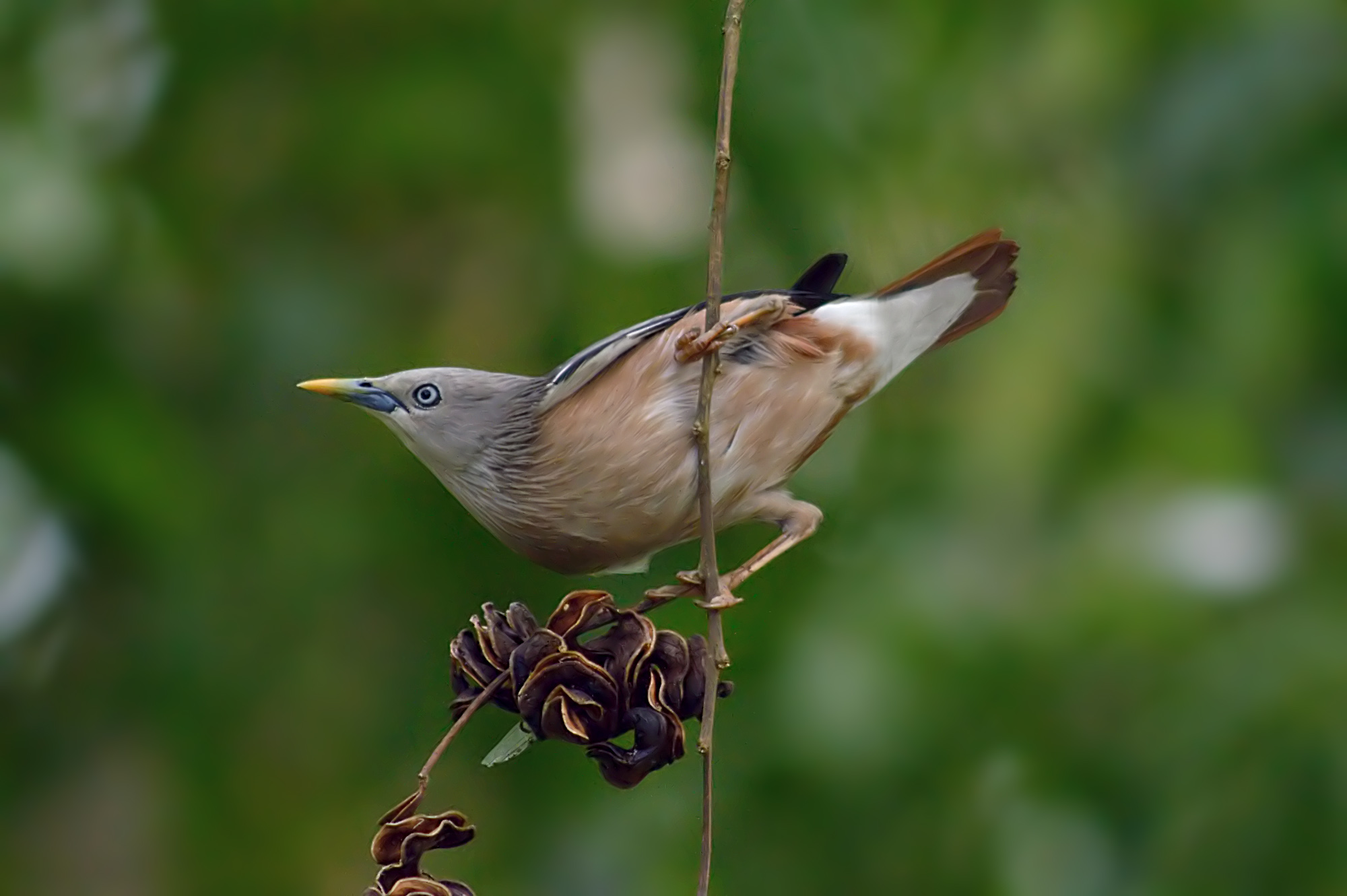 Details : Chestnut-tailed Starling - BirdGuides