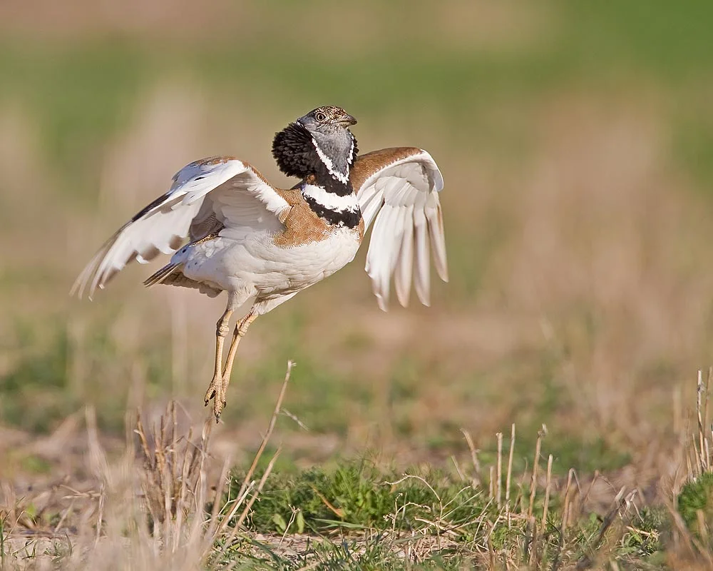Details : Little Bustard - BirdGuides