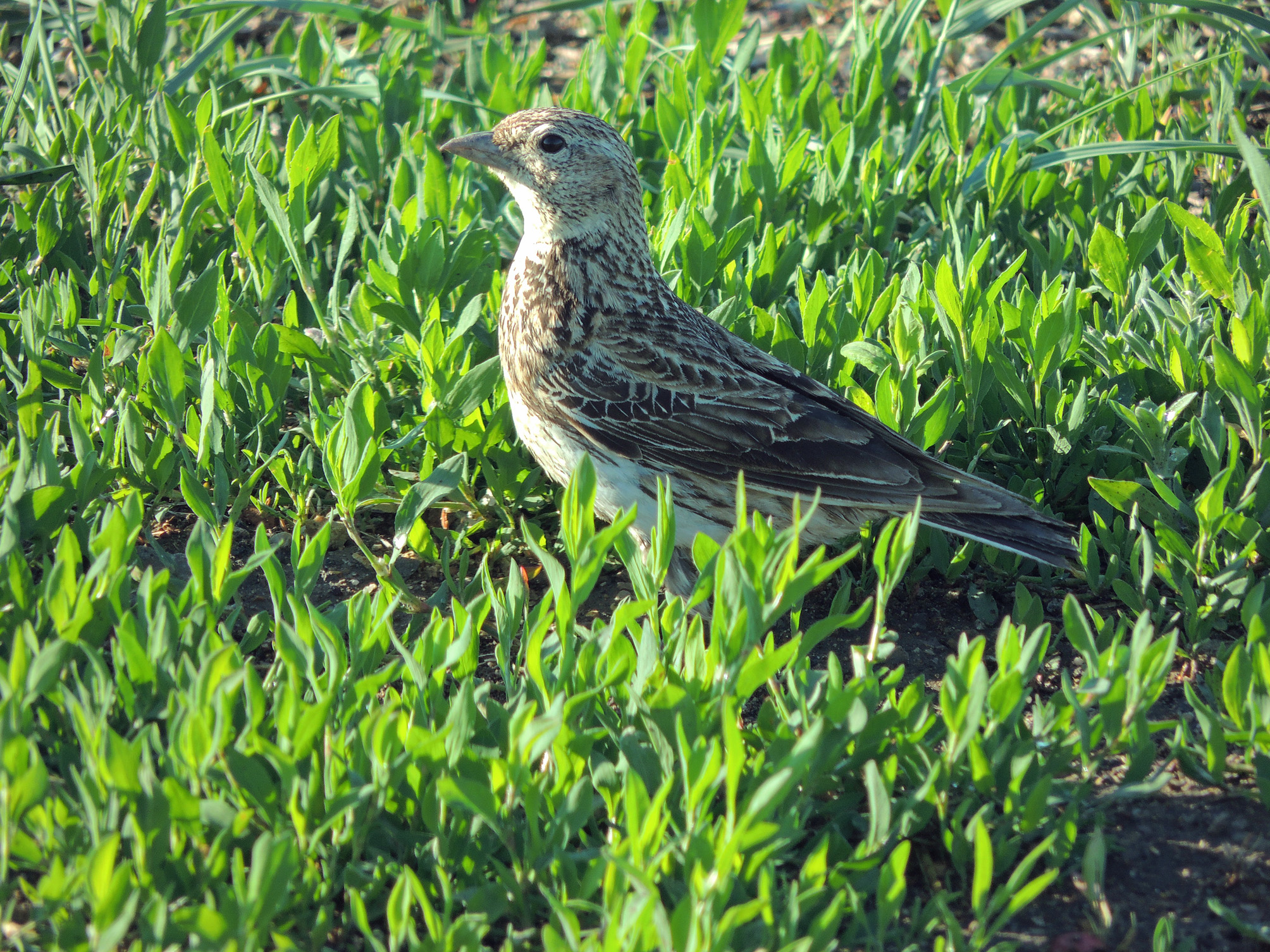 Details : Black Lark - BirdGuides