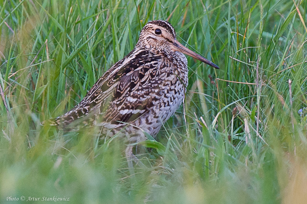 Great Snipe by Artur Stankiewicz - BirdGuides