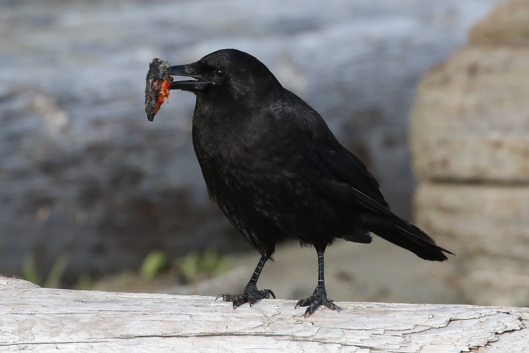 Details : Northwestern Crow - BirdGuides
