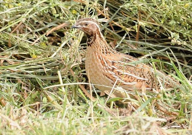 Details : Common Quail - BirdGuides