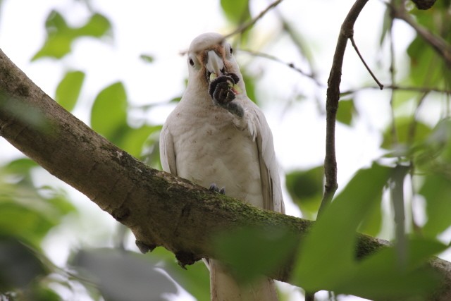Details : Tanimbar Corella - BirdGuides