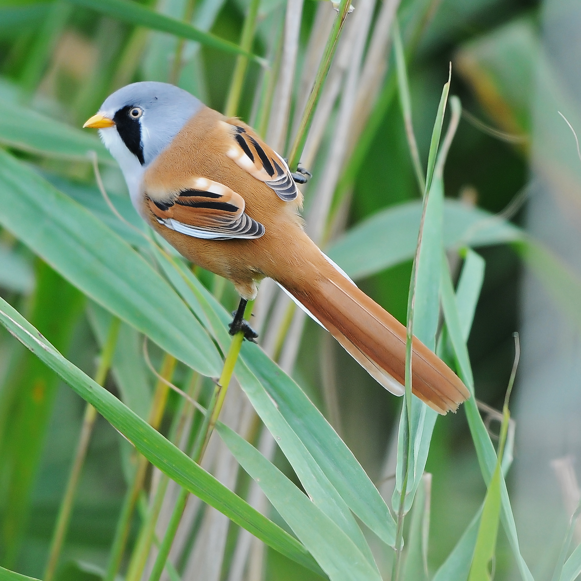Details : Bearded Tit - BirdGuides