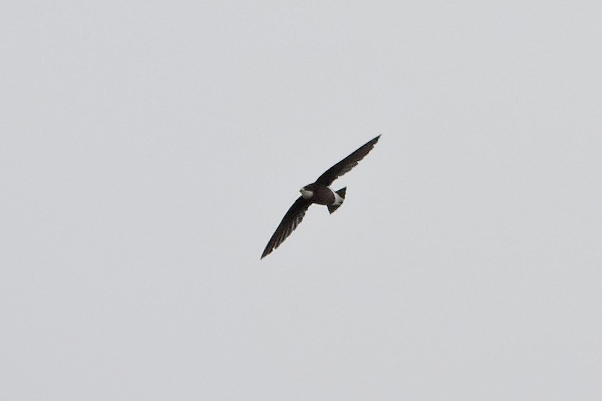 Details : White-throated Needletail - BirdGuides