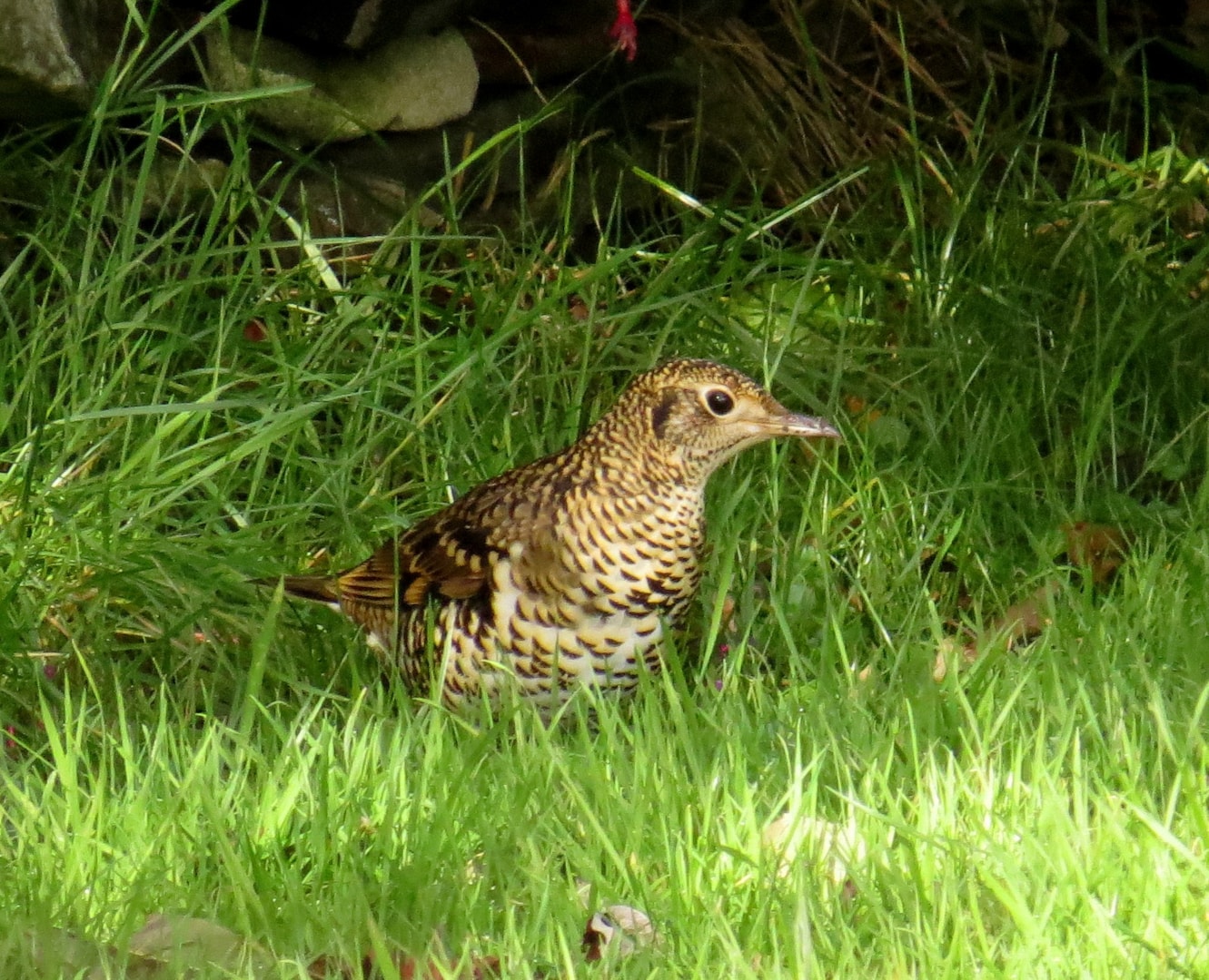 White's Thrush by John Nadin - BirdGuides