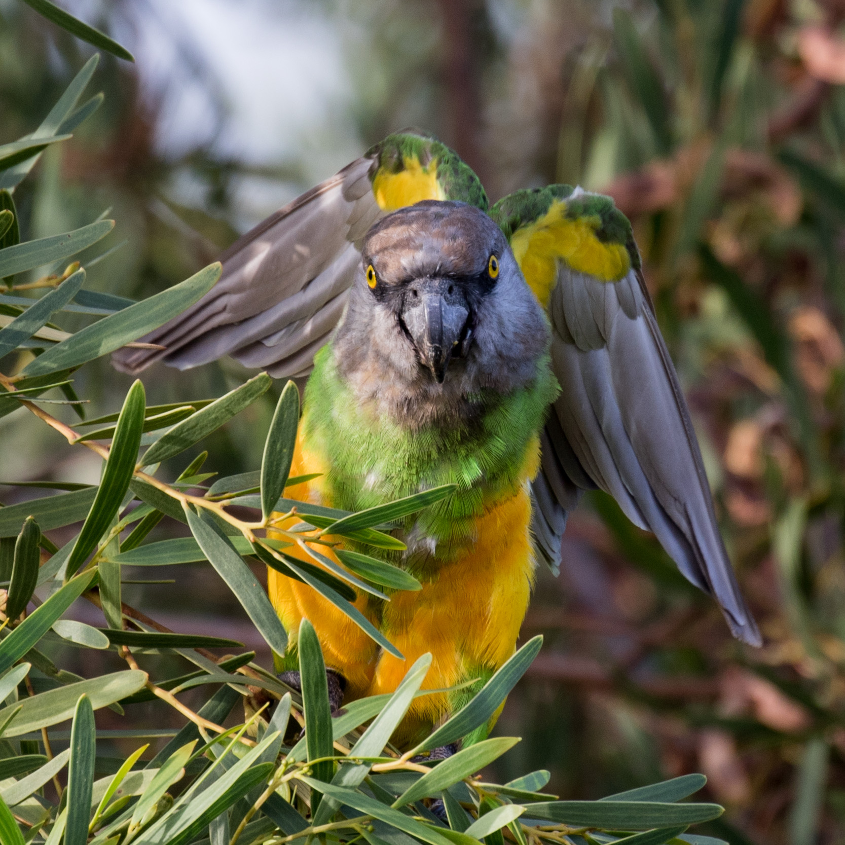 Details : Senegal Parrot - BirdGuides