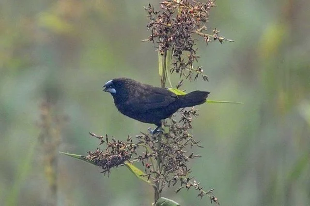 Details : Dusky Munia - BirdGuides