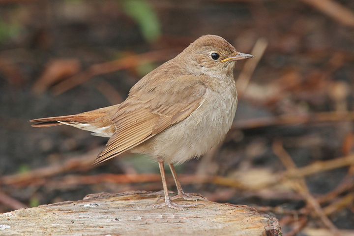 Details : Thrush Nightingale - BirdGuides