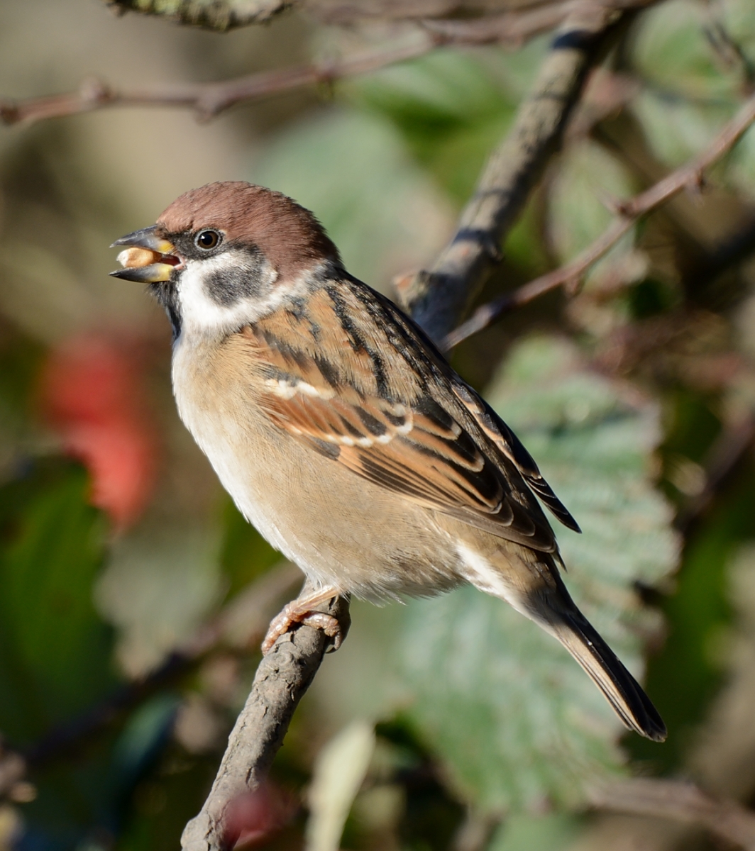 Details : Tree Sparrow - BirdGuides