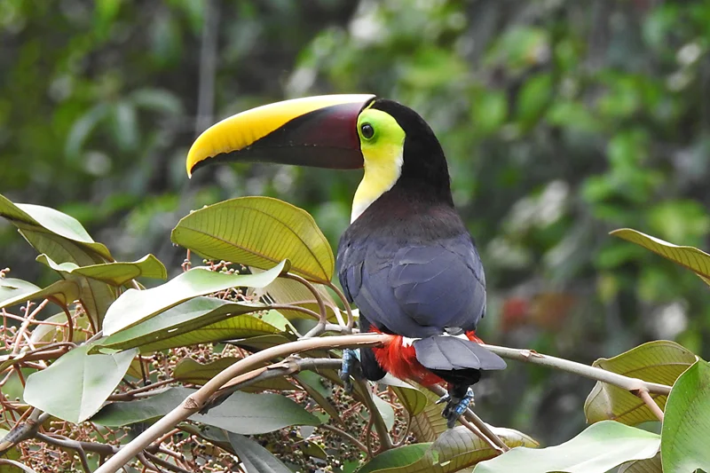 Details : Yellow-throated Toucan - BirdGuides