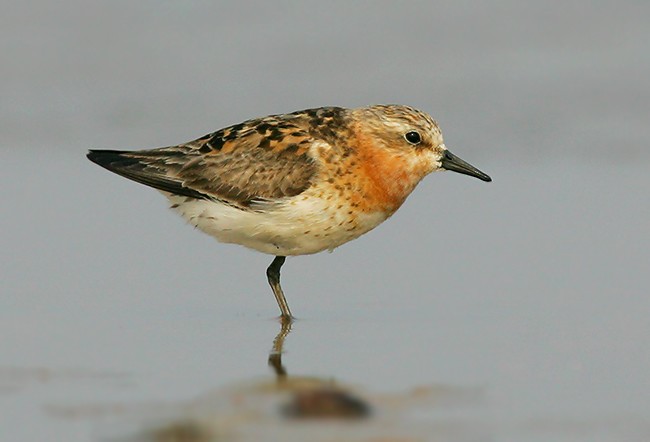Details : Red-necked Stint - BirdGuides