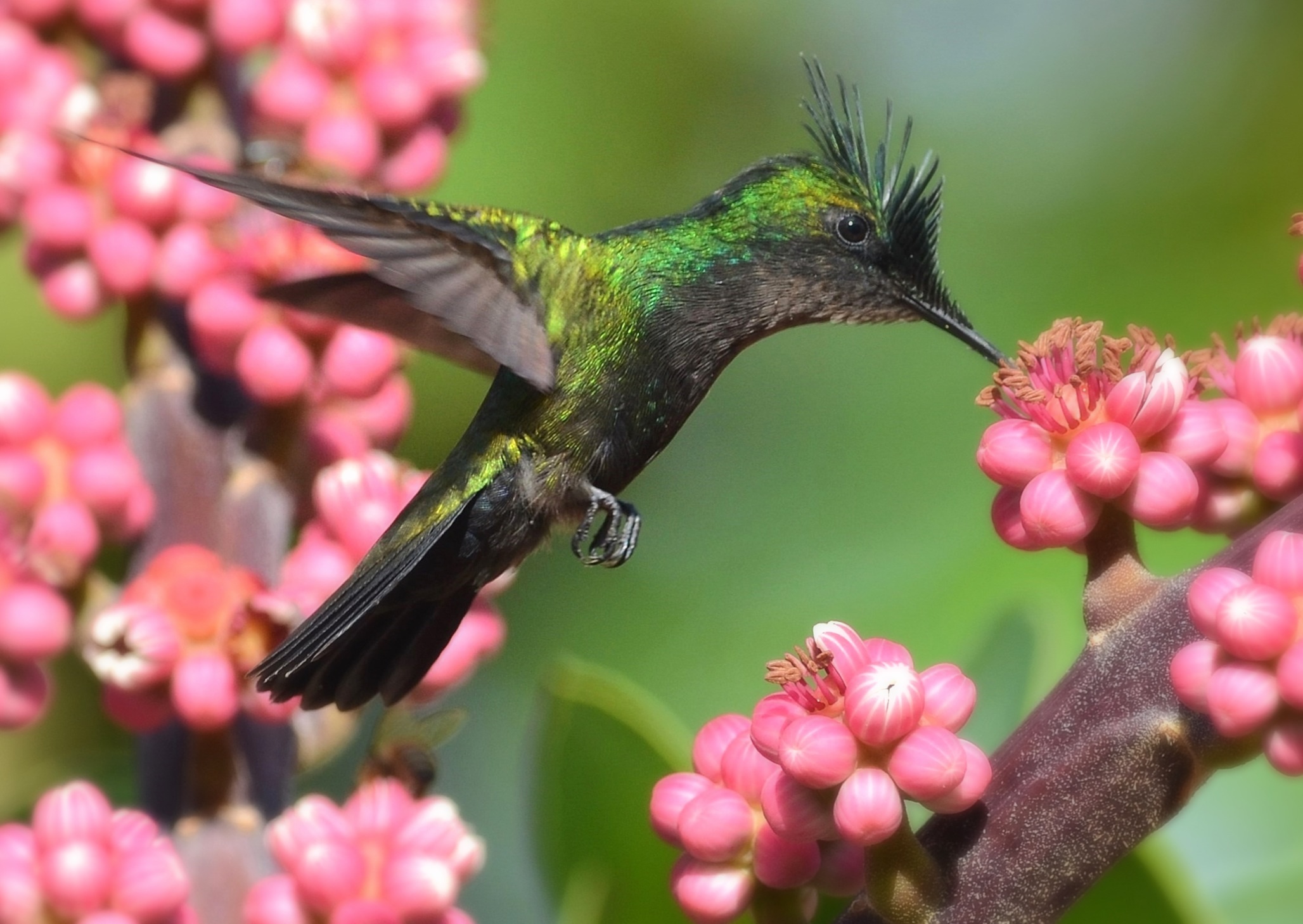 Details : Antillean Crested Hummingbird - BirdGuides