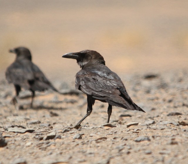 Details : Brown-necked Raven - BirdGuides