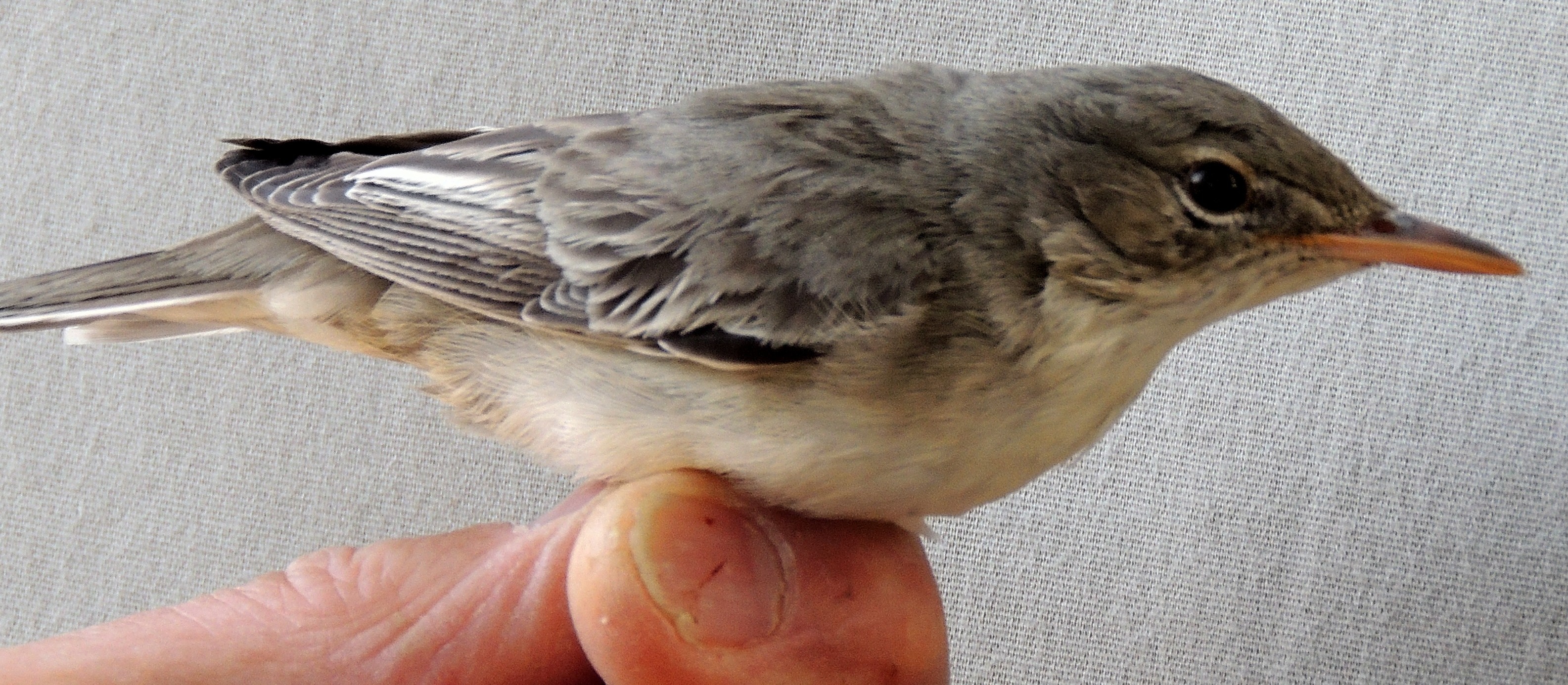 Details : Olive-tree Warbler - BirdGuides