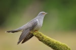 Details : Common Cuckoo - BirdGuides