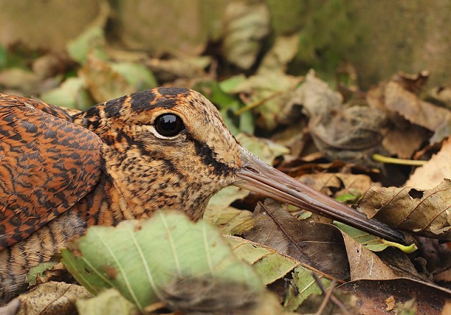 Details : Eurasian Woodcock - BirdGuides