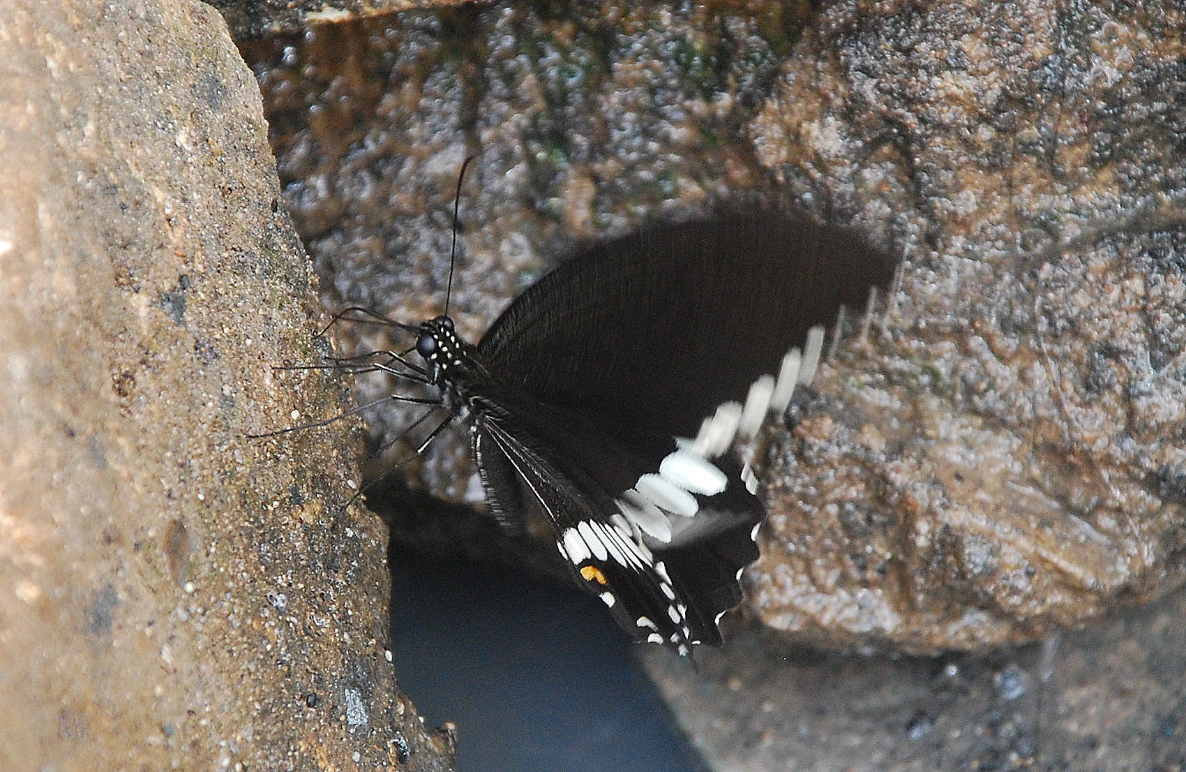 Details : Common Mormon - BirdGuides